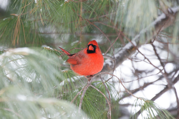 Northern Cardinal | Project Noah