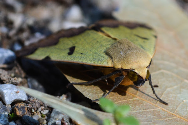 Green drab moth | Project Noah