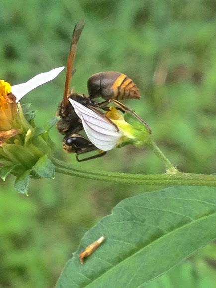 Keyhole Wasp | Project Noah