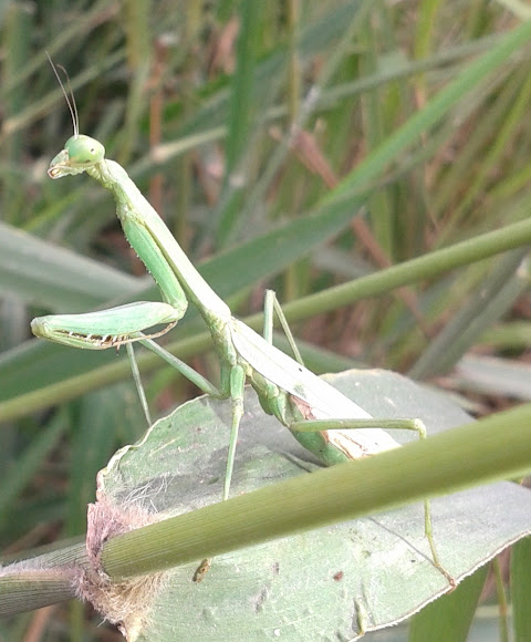 Campamocha o mantis o matacaballo | Project Noah