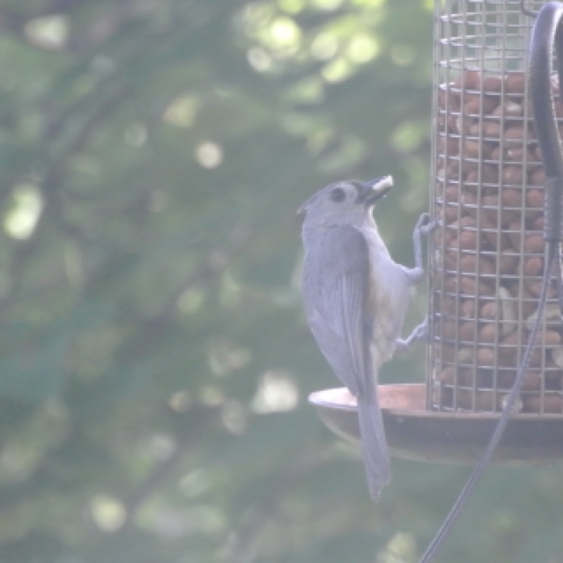 Tufted Titmouse | Project Noah