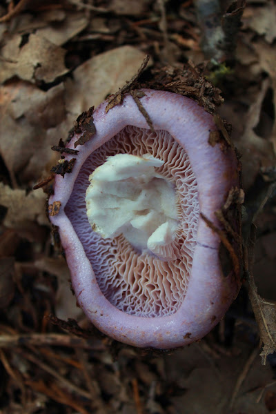 Cortinarius iodes, spotted cort, or viscid violet cort | Project Noah