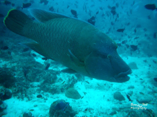 Humphead wrasse, Napoleon fish, Napoleon wrasse , Maori Wrasse ...