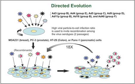 Directed Evolution Generates a Novel Oncolytic Virus for the Treatment ...