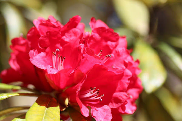 Tree Rhododendron | Project Noah