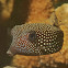 Boxfish | Project Noah