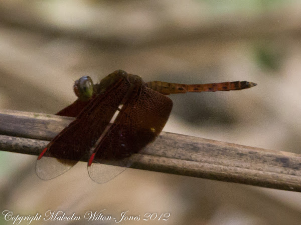 Ramburi Red Parasol | Project Noah