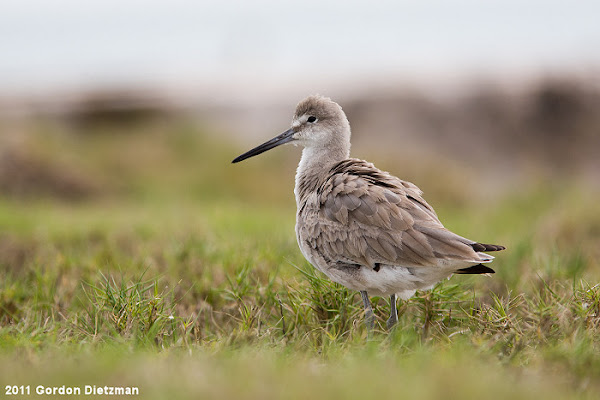 Willet | Project Noah