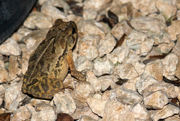 Gulf Coast Toad (female) | Project Noah