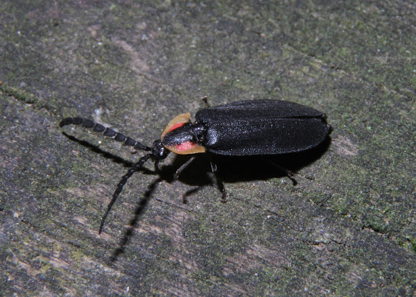 Black Firefly | Project Noah