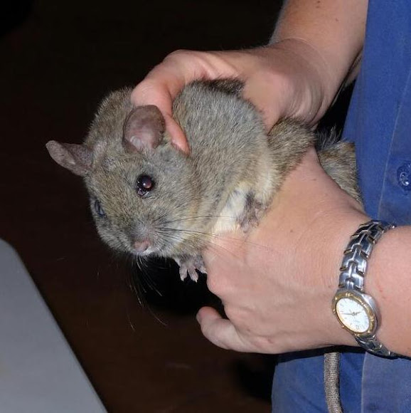 Greater Stick Nest Rat | Project Noah