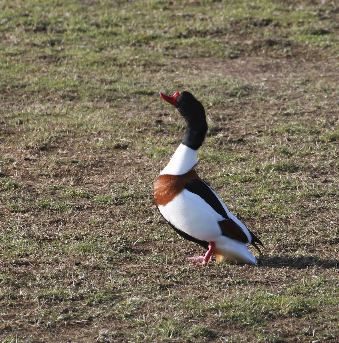 Common Shelduck | Project Noah