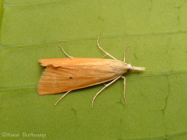 Yellow Stem Borer | Project Noah