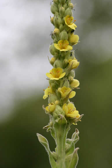 Common Mullein | Project Noah