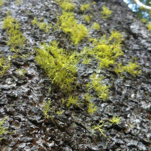 Wolf Moss | Project Noah