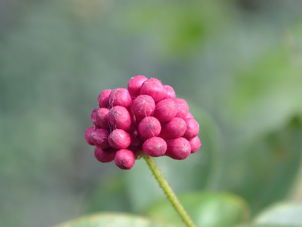 Powder-puff tree | Project Noah