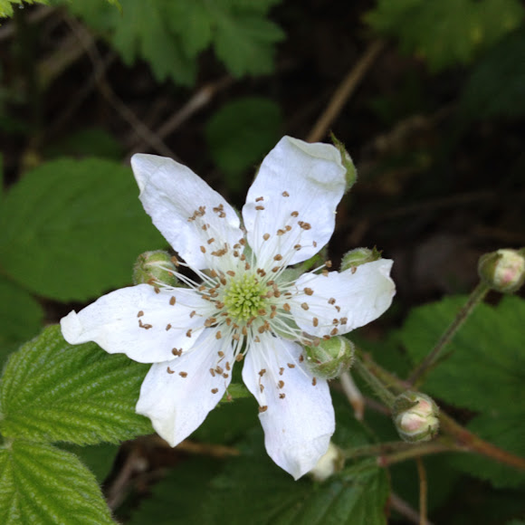 Dewberry | Project Noah