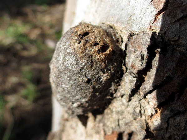 Emperor Gum Moth Cocoon | Project Noah