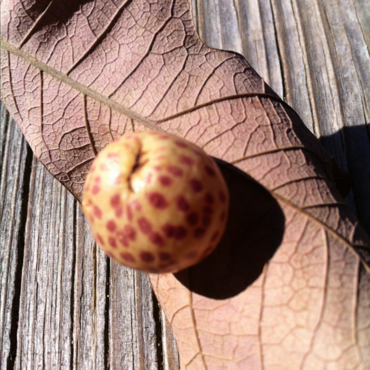 Oak Gall | Project Noah