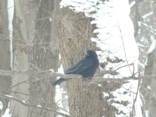 American Crow | Project Noah