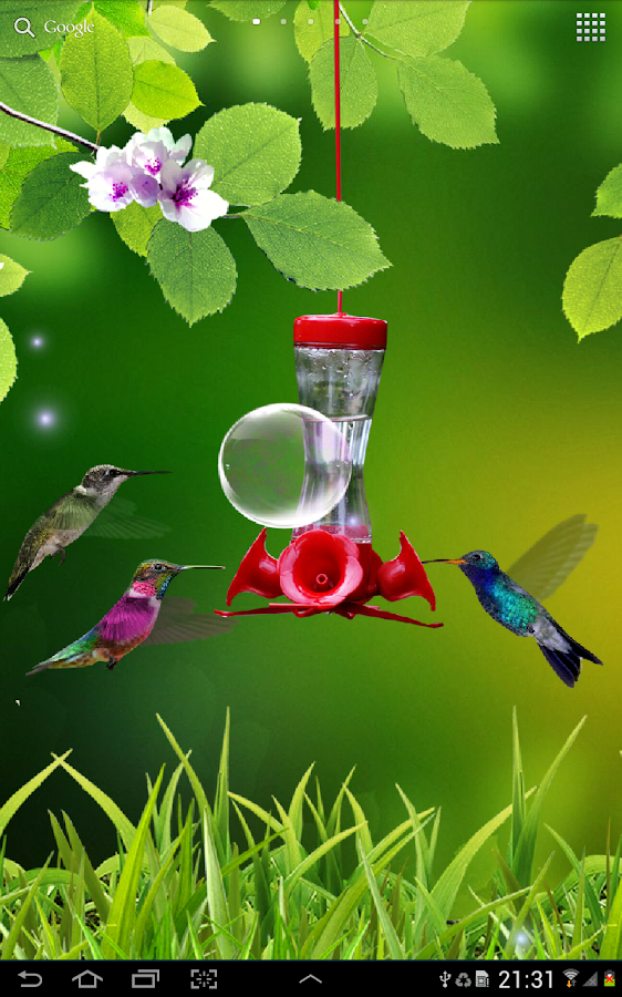 Hummingbirds wallpaper - Android Apps on Google Play