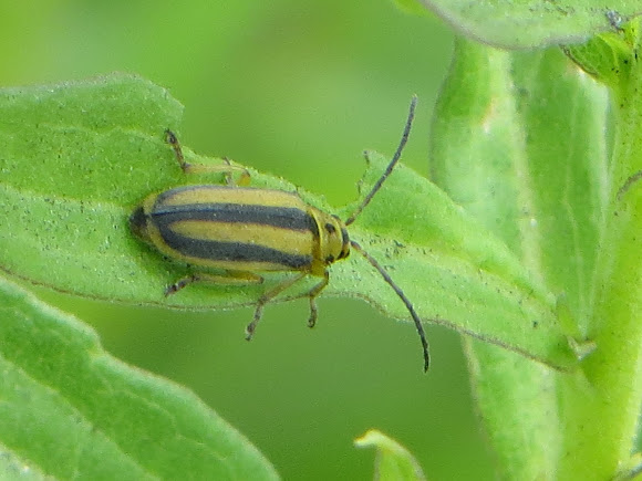 Skeletonizing Leaf Beetle | Project Noah