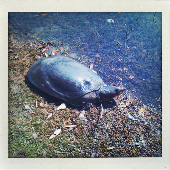 Softshell Turtle | Project Noah