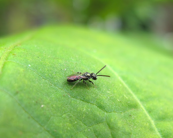 Sweat Bee | Project Noah