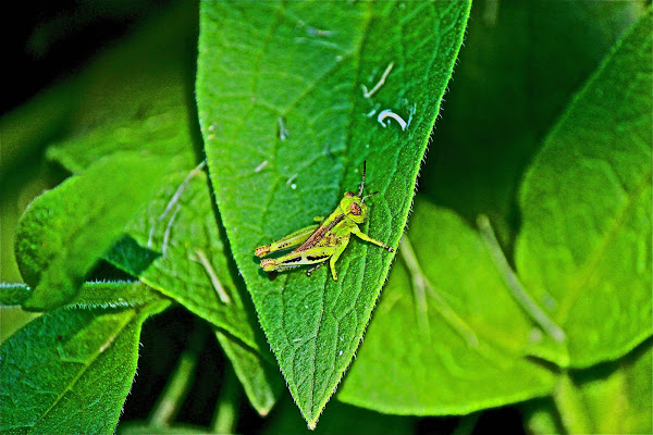 Grasshopper | Project Noah