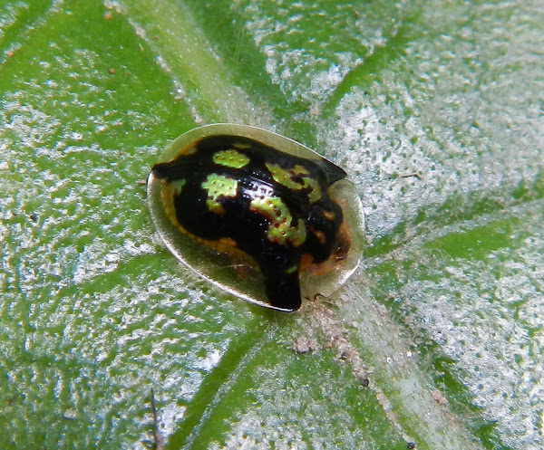 Mottled Tortoise Beetle | Project Noah