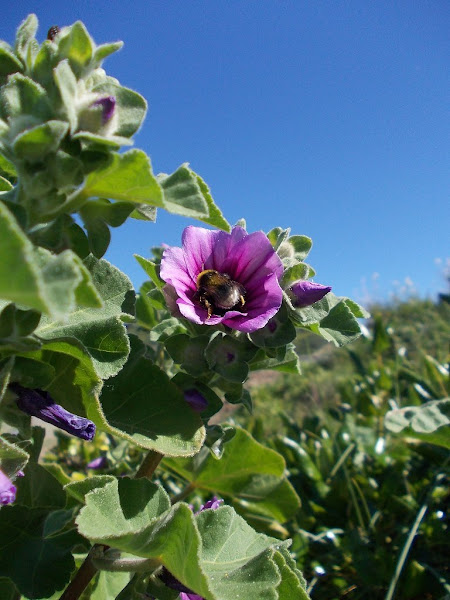 Tree Mallow | Project Noah