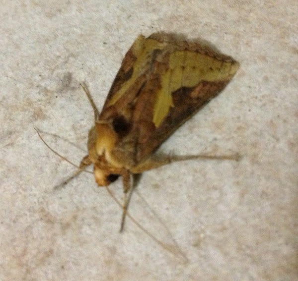 Golden Plusia | Project Noah