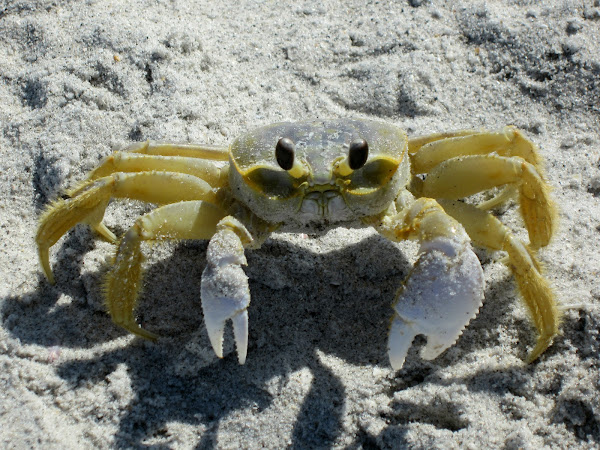 Ghost Crab | Project Noah