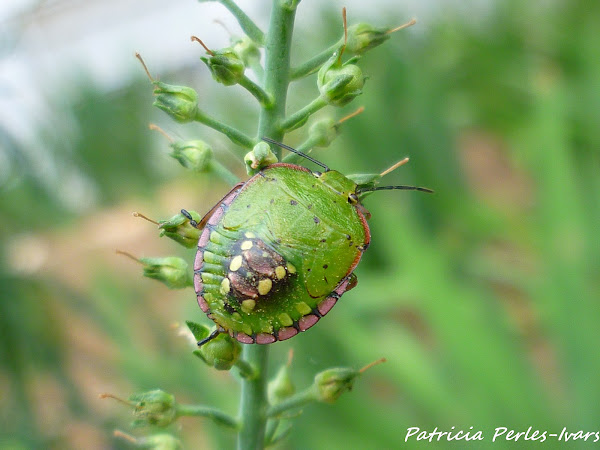 southern green stink bug nymph | Project Noah