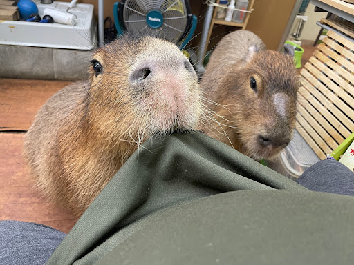 日本 Kanagawa, Yokohama｜CAPYBARA LAND (Capybara Cafe & Petting Zoo) カピバ ...