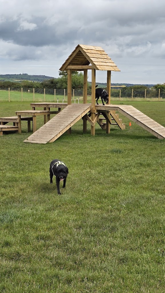 Dog Parks Near Me | Find Local Dog-Friendly Parks in the UK