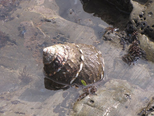Wavy Turban Snail | Project Noah