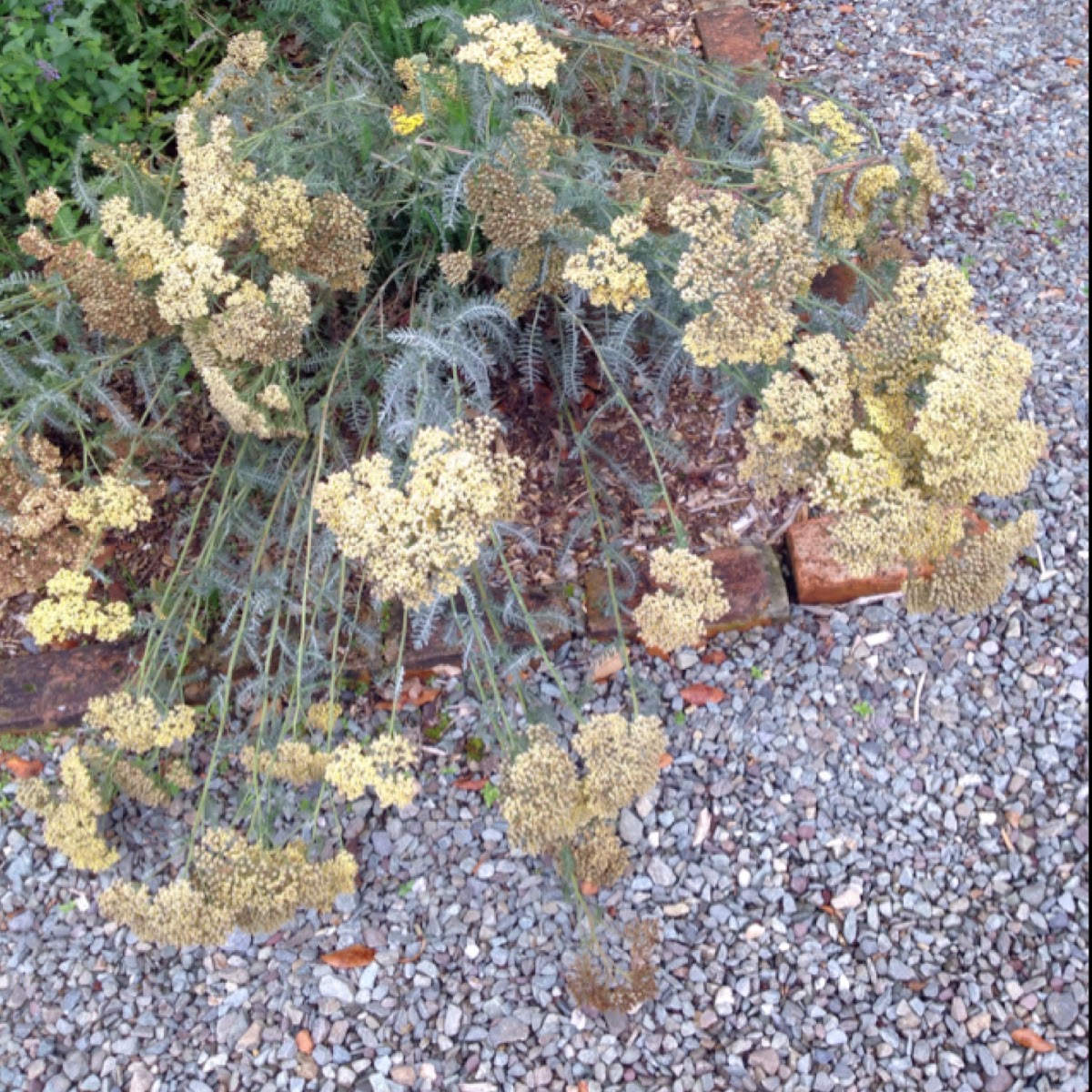 Spotting | Project Noah