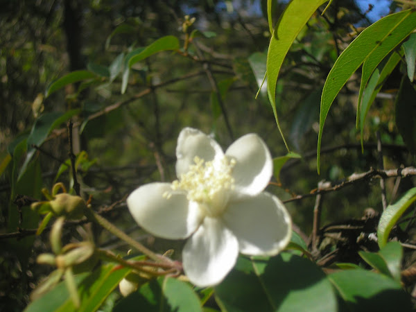 Flor uvo arrayan | Project Noah