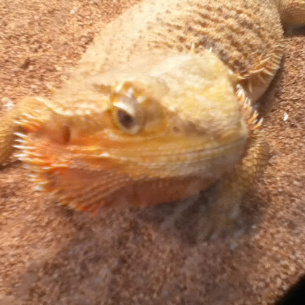 Bearded Dragon | Project Noah