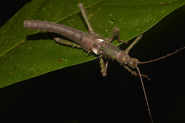 Spiny Stick Insect, Phasmid | Project Noah