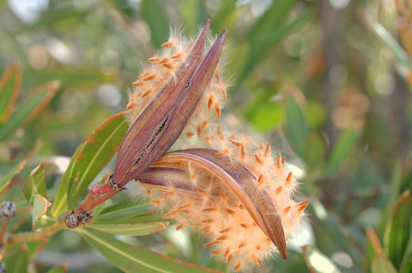 Oleander seeds, adelfa | Project Noah