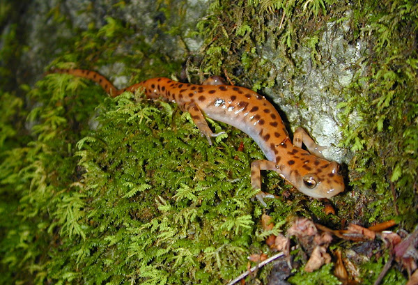 Cave salamander | Project Noah