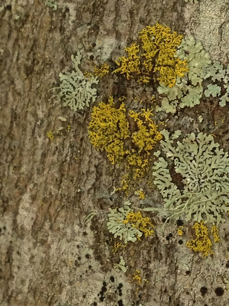 Lemon lichen | Project Noah