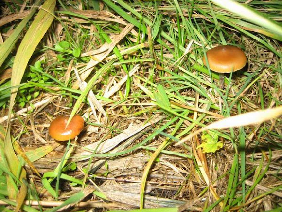 Azurescens | Project Noah