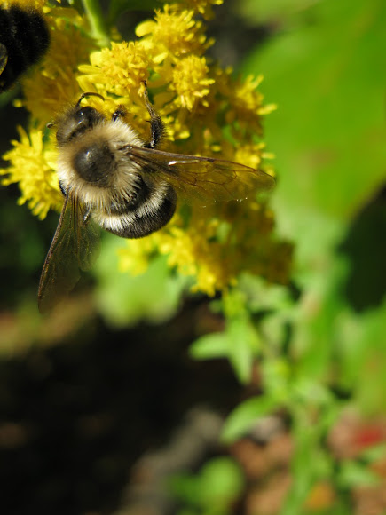 Bumble Bee | Project Noah