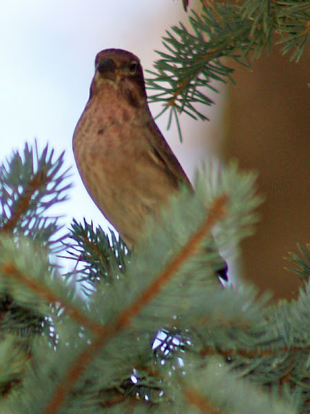 Finch | Project Noah