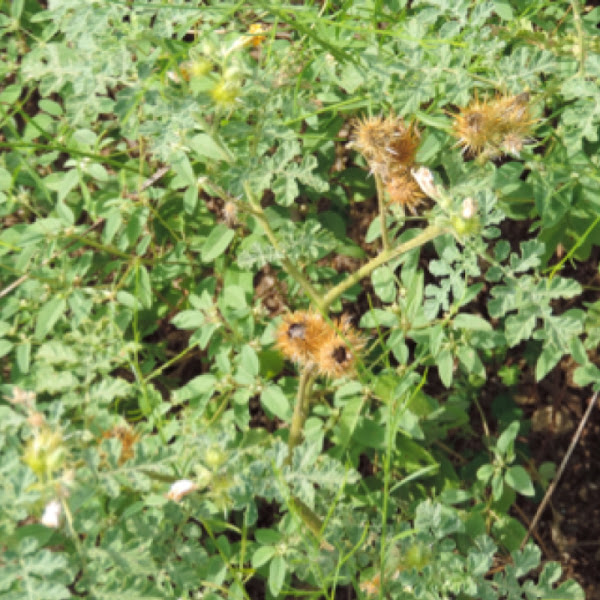 Buffalo Bur seed pods | Project Noah