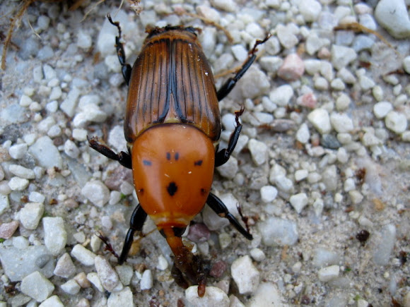 The red palm weevil | Project Noah