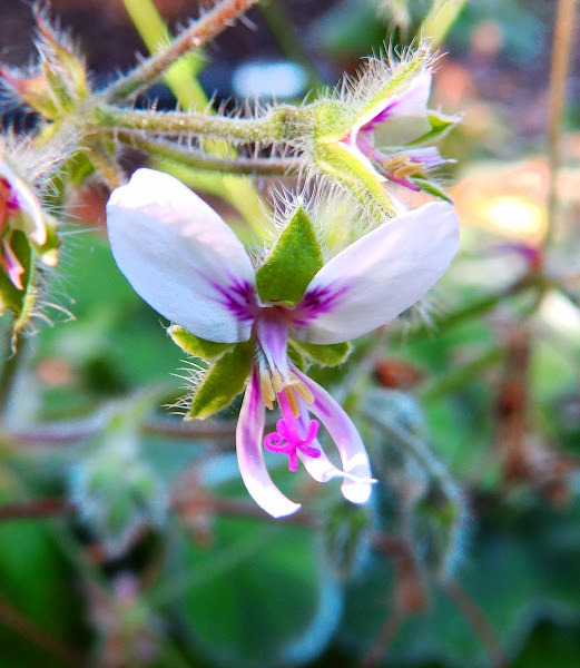 Pine scented geranium | Project Noah